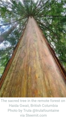 Thomas Grant Hadwin Vanished On an Uninhabited Island